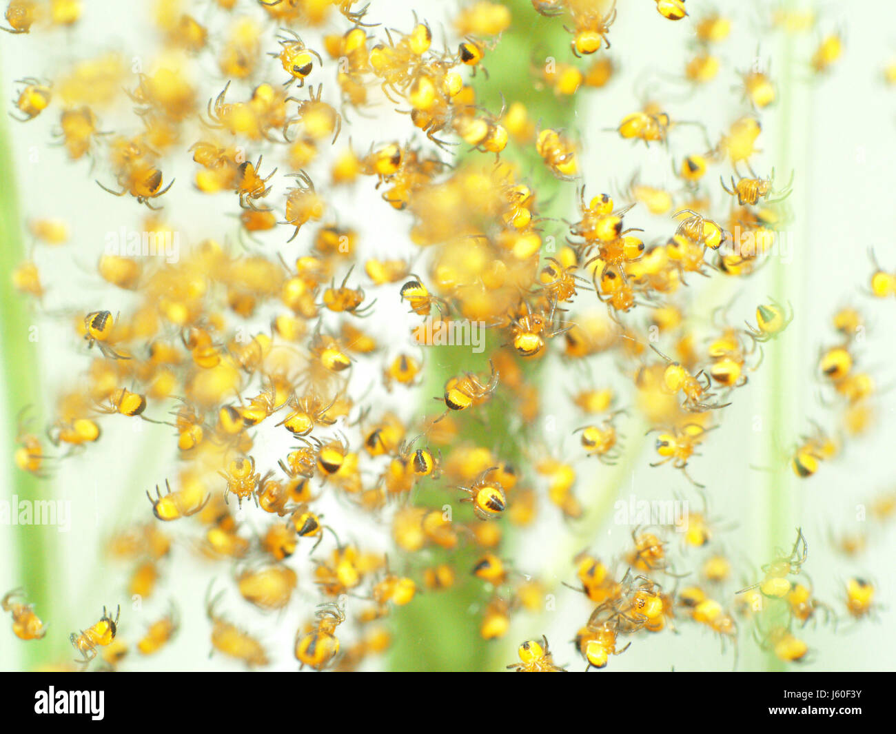Insektenbekmpfung hi-res stock photography and images - Alamy
