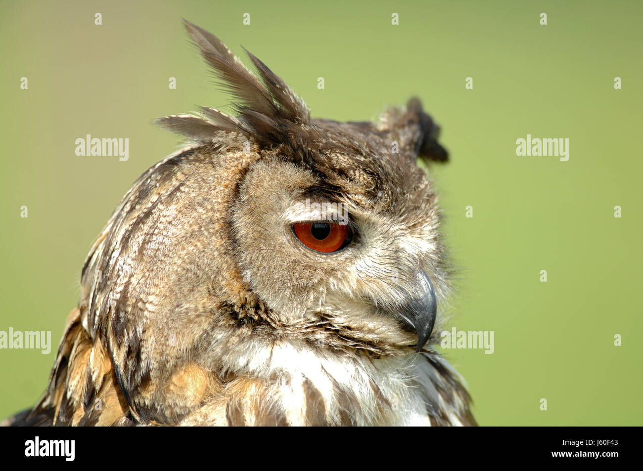 bird eye organ birds raptor beak owl beaks eagle-owl fly flies flys ...