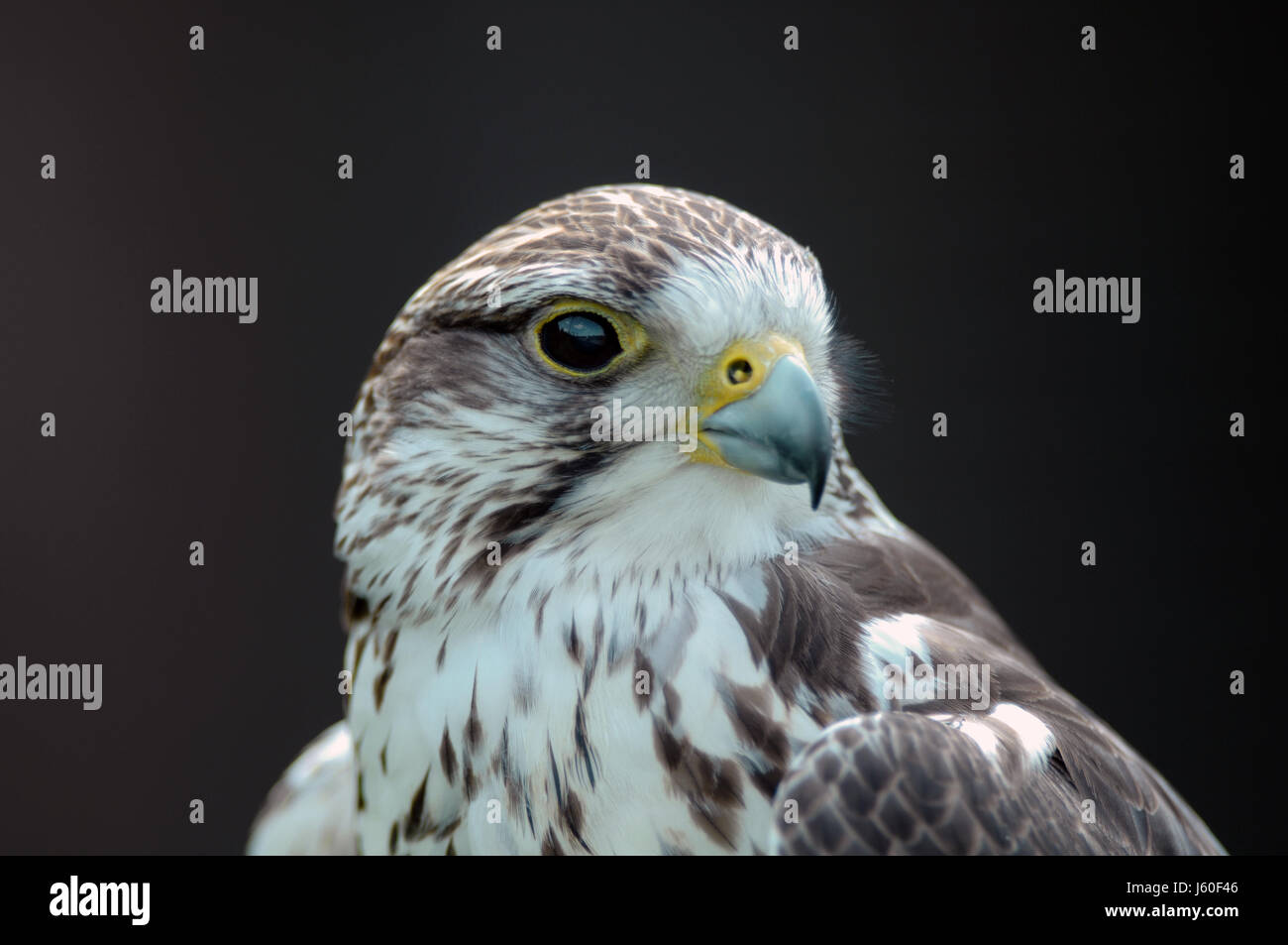 bird birds falcon raptor beak eagle beaks feather red kite fly flies ...