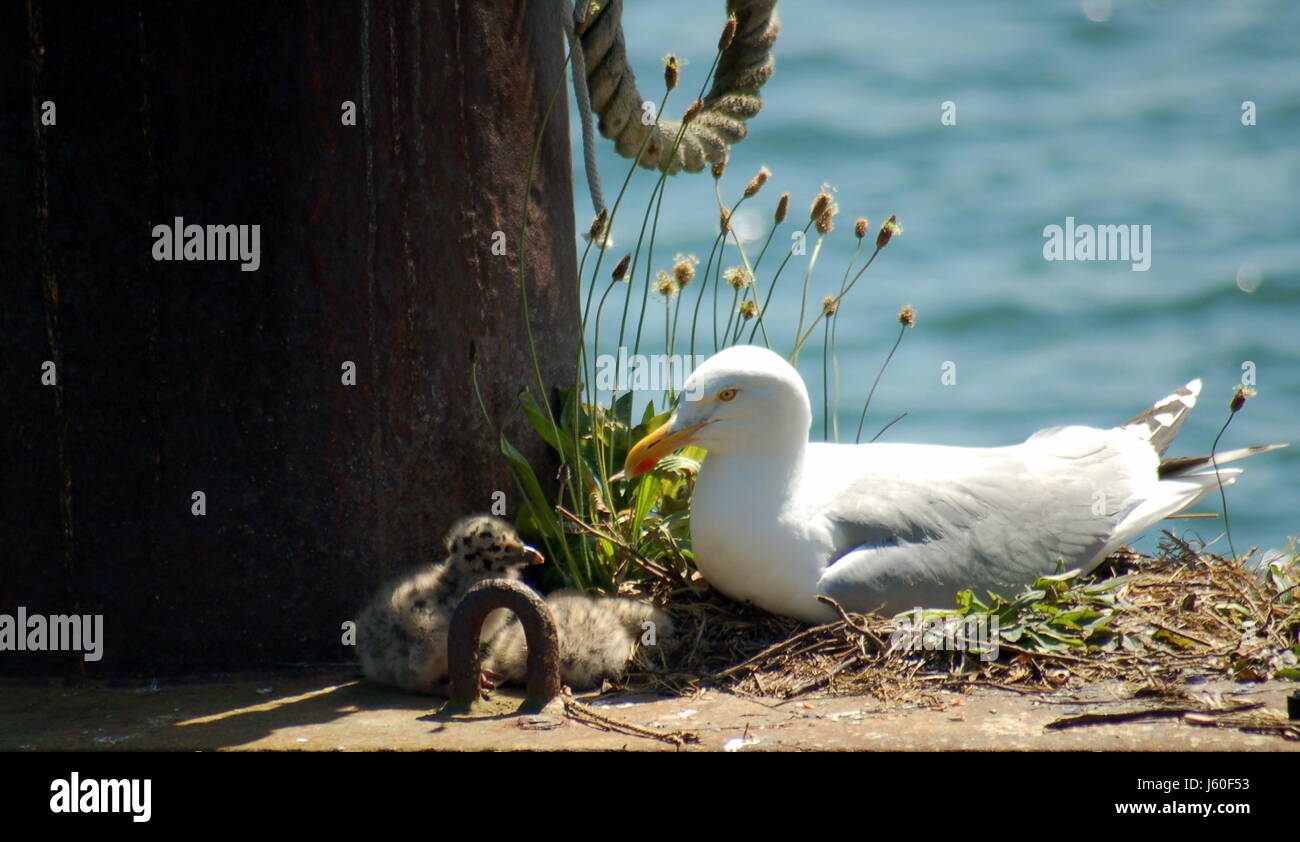 animal brood spawn hatchery young younger water seagull gull animal ...