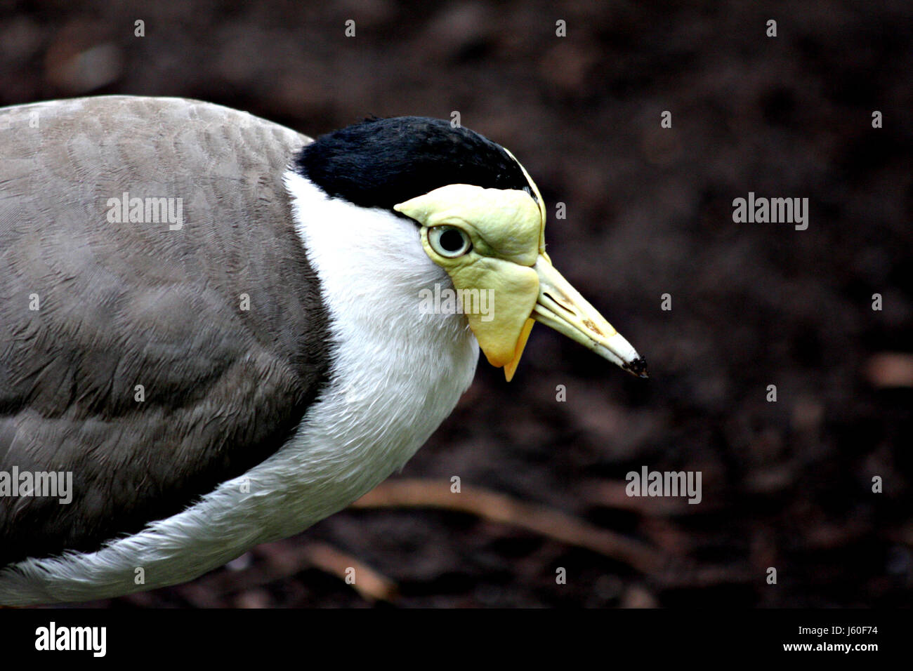 bird birds australia plover kibitzers macro close-up macro admission ...