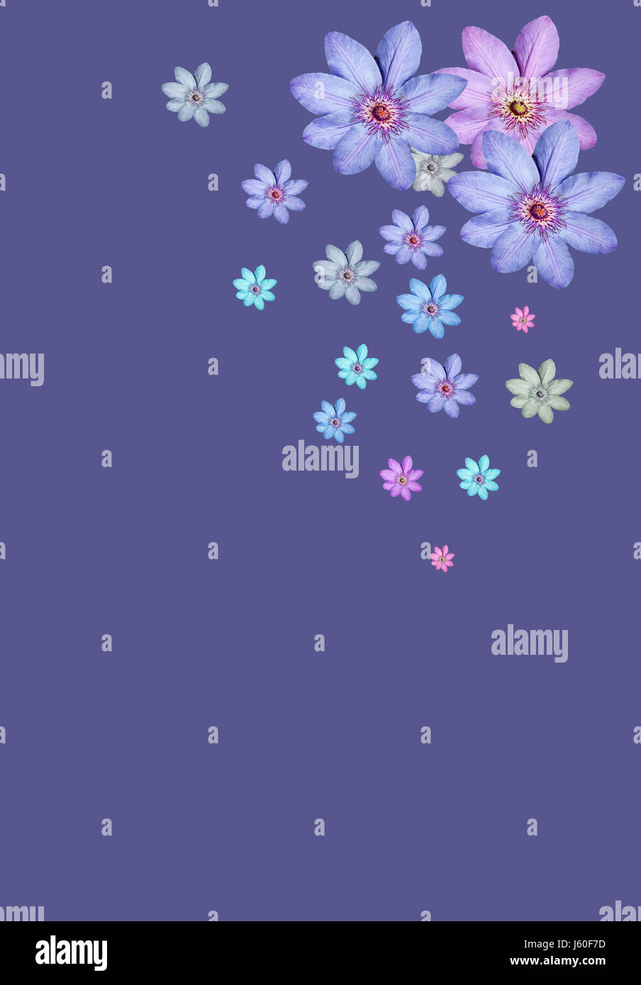 flower plant flora clematis climber grow pattern montage assemblage ...