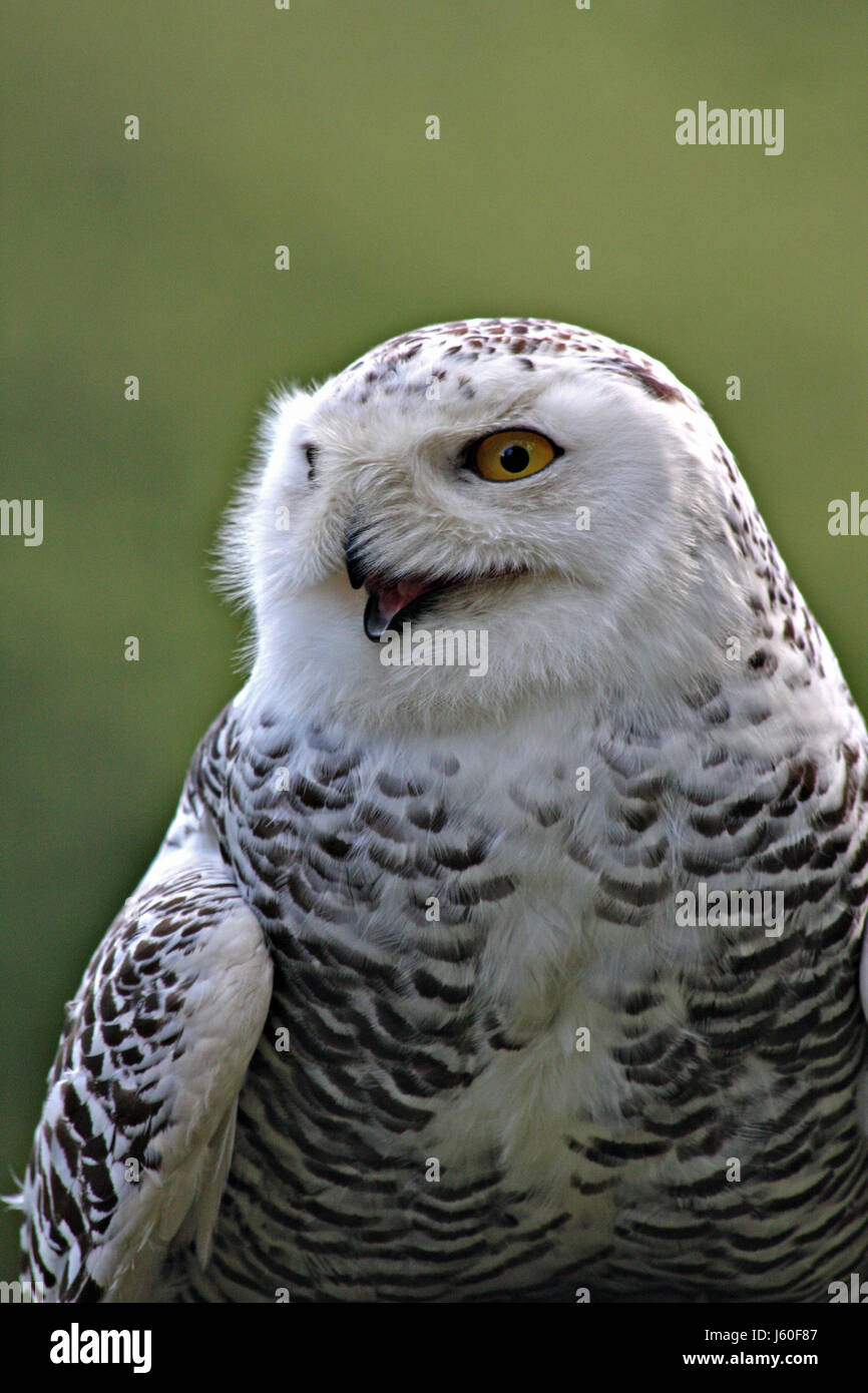 macro close-up macro admission close up view bird portrait birds birds ...