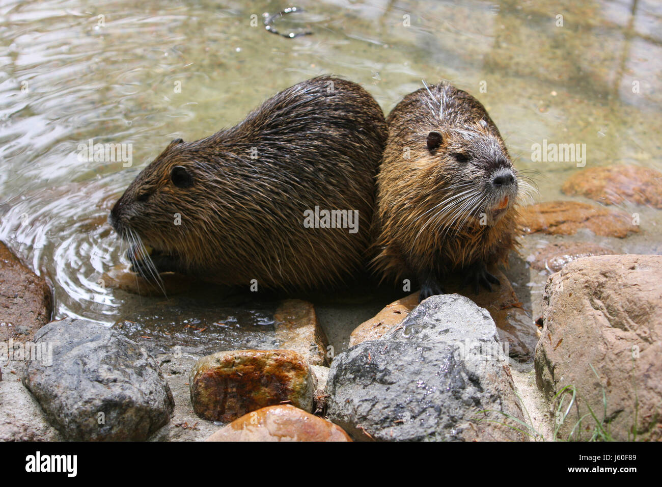 animal mammal beaver nutria water animal mammal rodent beaver nutria ...