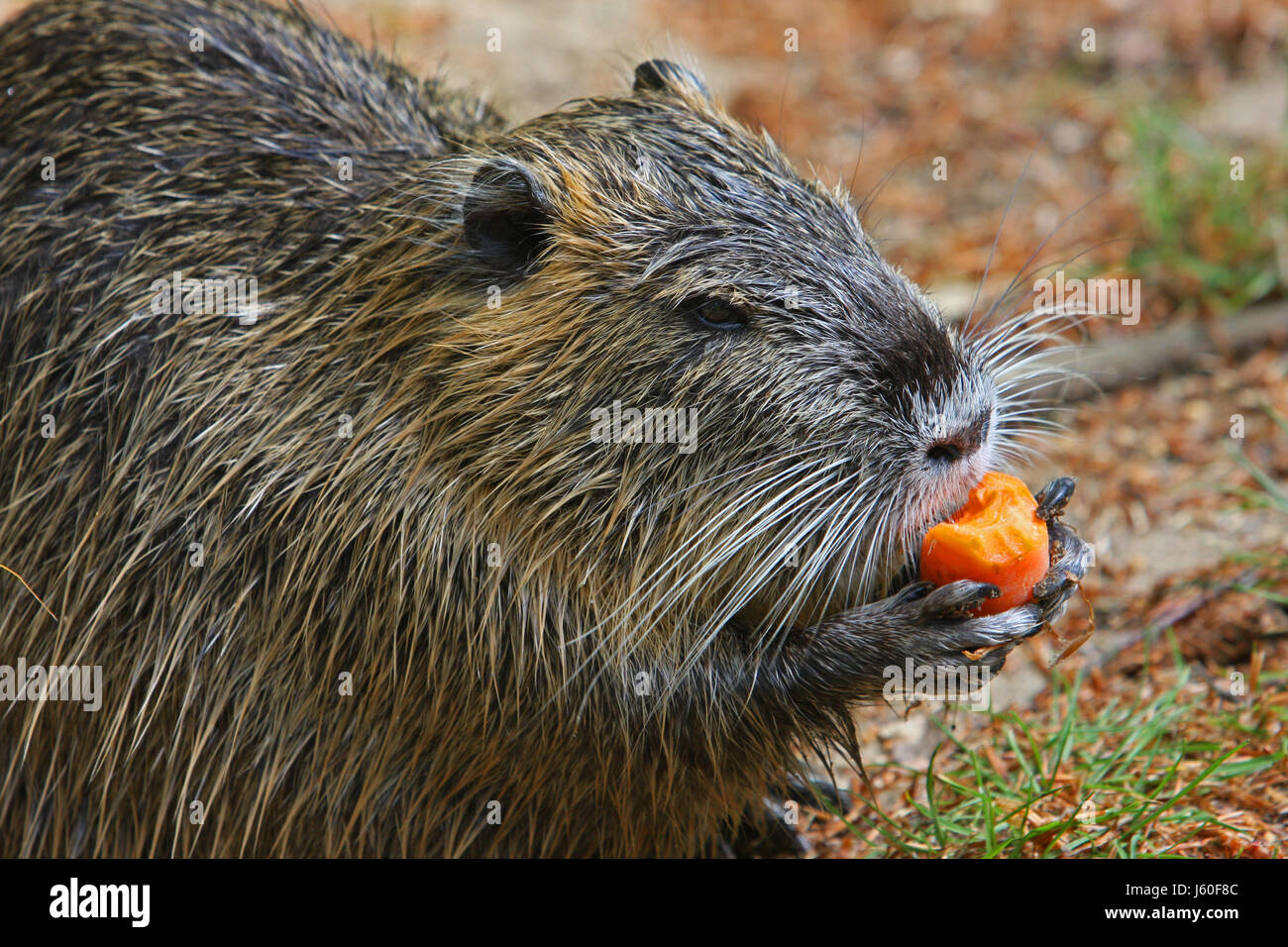 animal mammal beaver nutria water animal mammal rodent beaver nutria ...