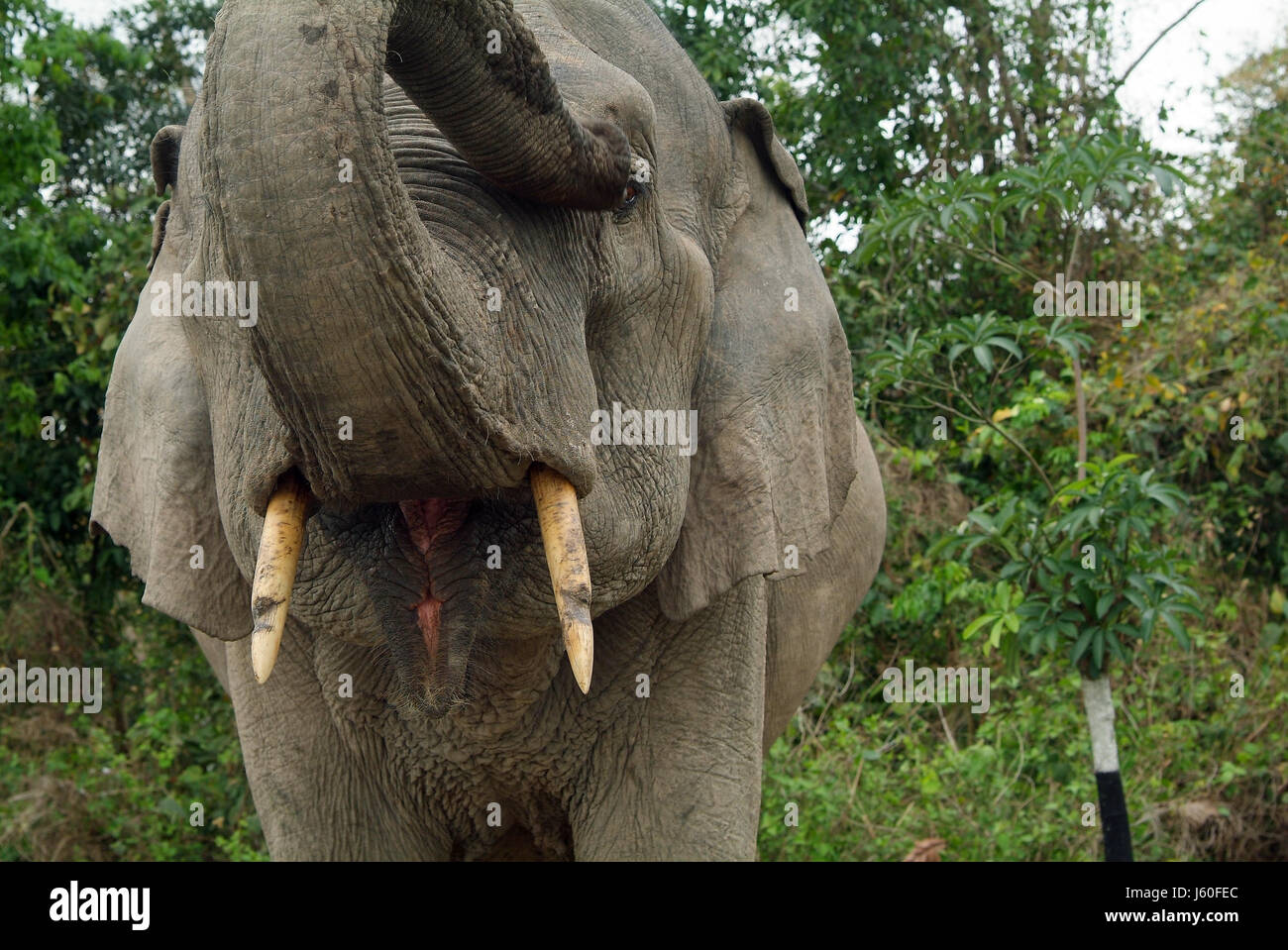 mouth teeth asia elephant face india proboscis animal green skin ...
