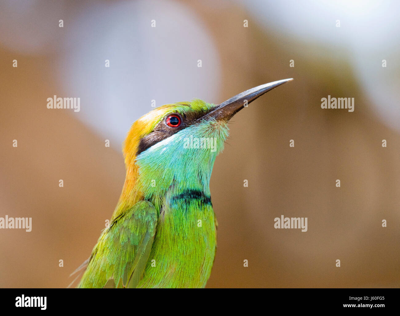 Coloured birds hi-res stock photography and images - Alamy