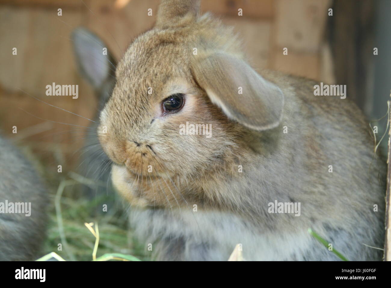 rabbit hare couple pair rabbits bunny sad look glancing see view ...