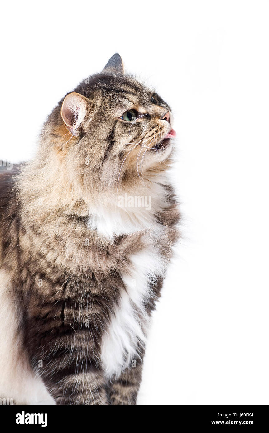mammal tongue eyes lick pussycat cat domestic cat isolated studio ...
