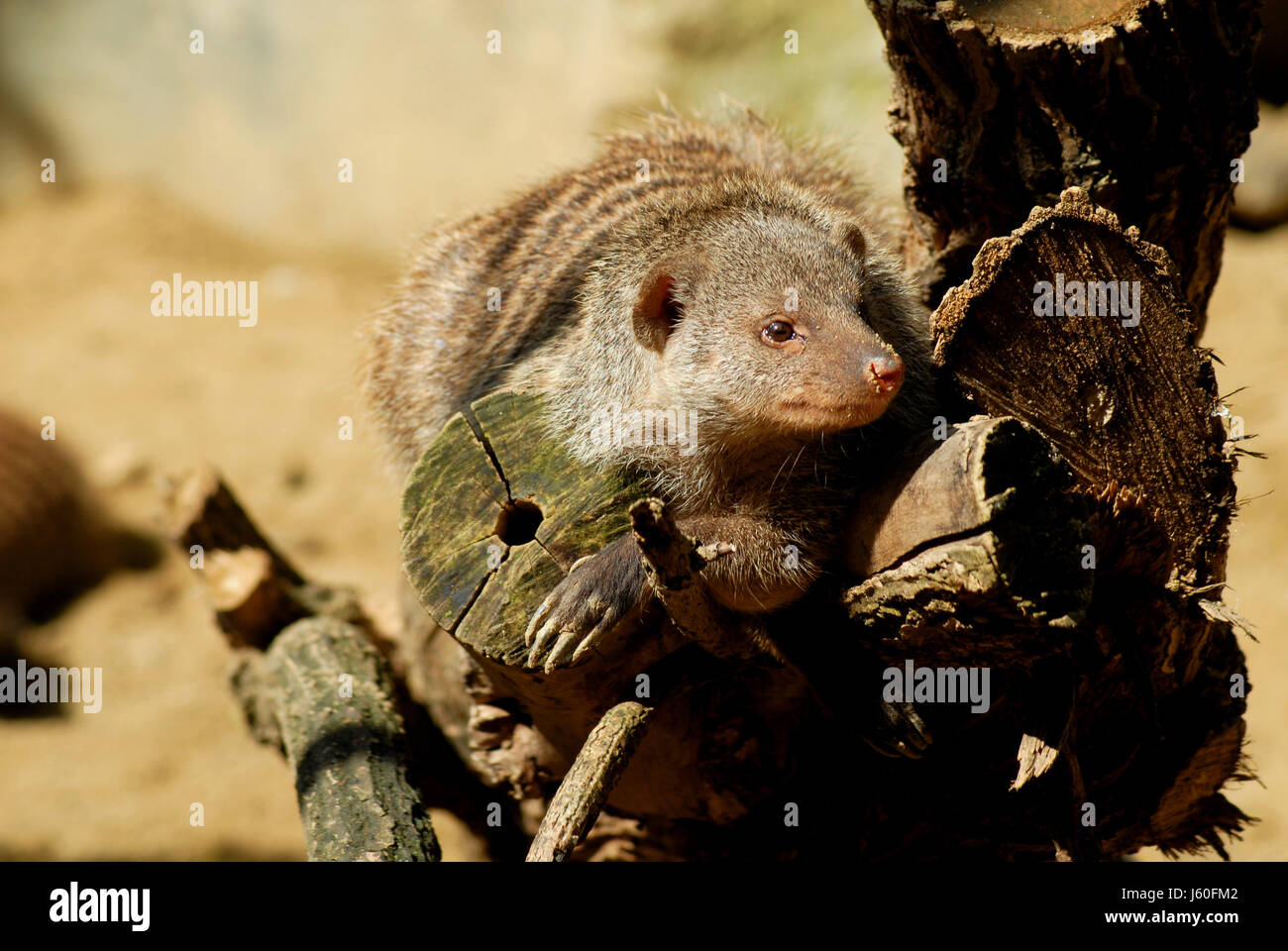 Zebramangustensippe hi-res stock photography and images - Alamy