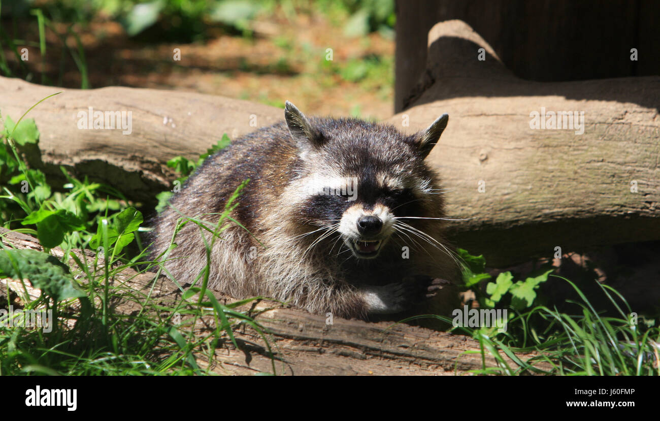black swarthy jetblack deep black blank european caucasian raccoon coon ...