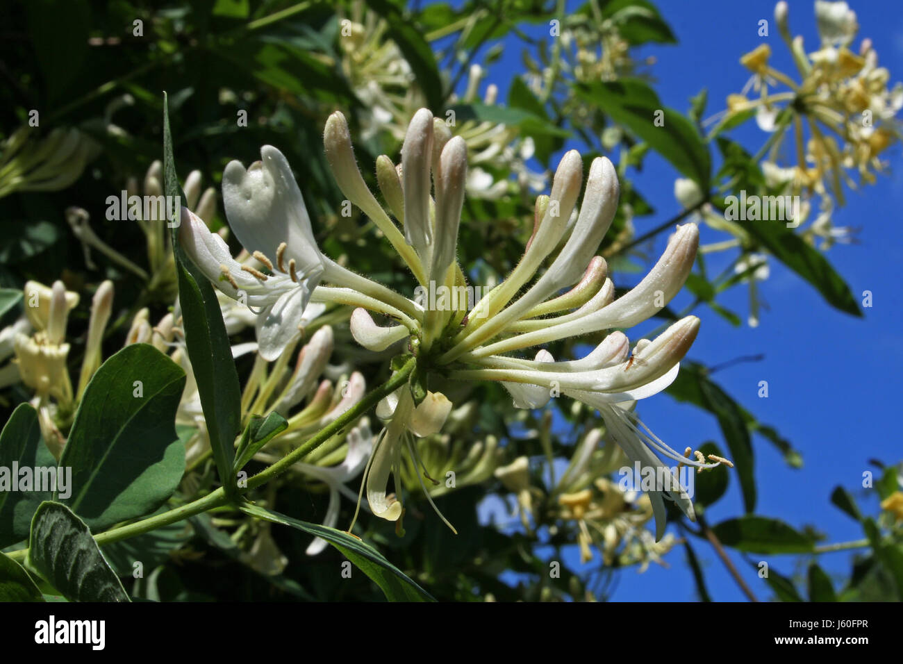 tree bloom blossom flourish flourishing cirrus shrub plant tree bloom ...