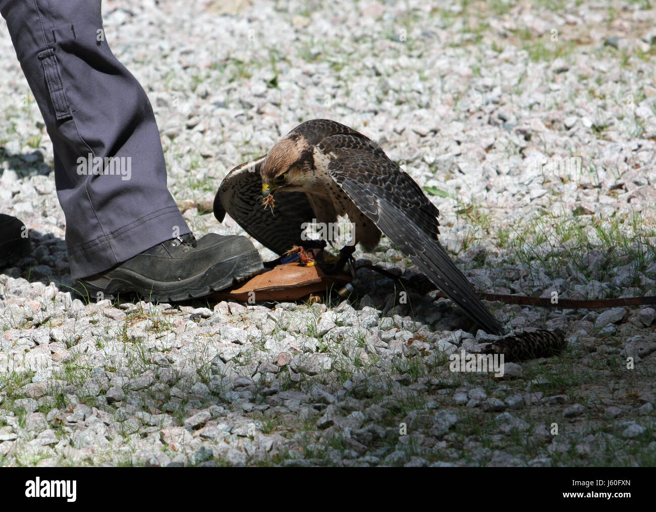 bird birds falcon raptor fly flies flys flying bird birds falcon raptor ...