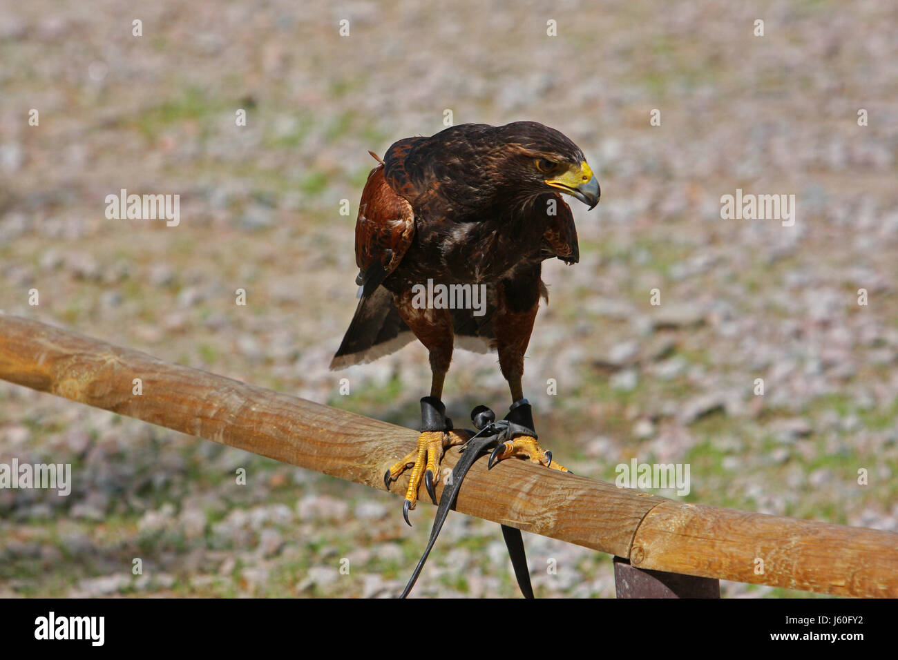 bird birds raptor eagle bird birds raptor eagle hawkish weikopfseeadler ...