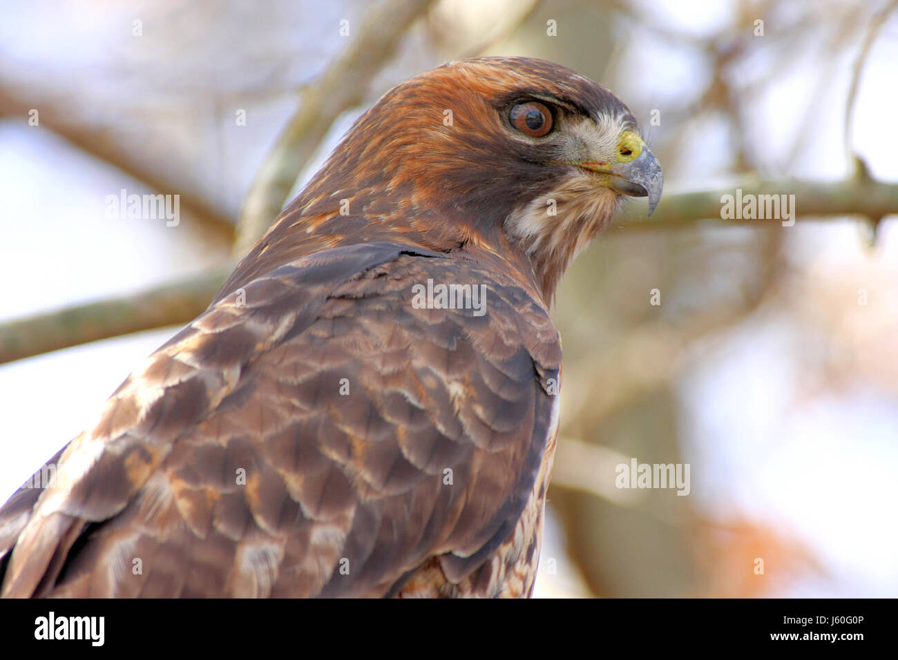bird raptor birds of prey wildlife predator hawk nature animal bird ...