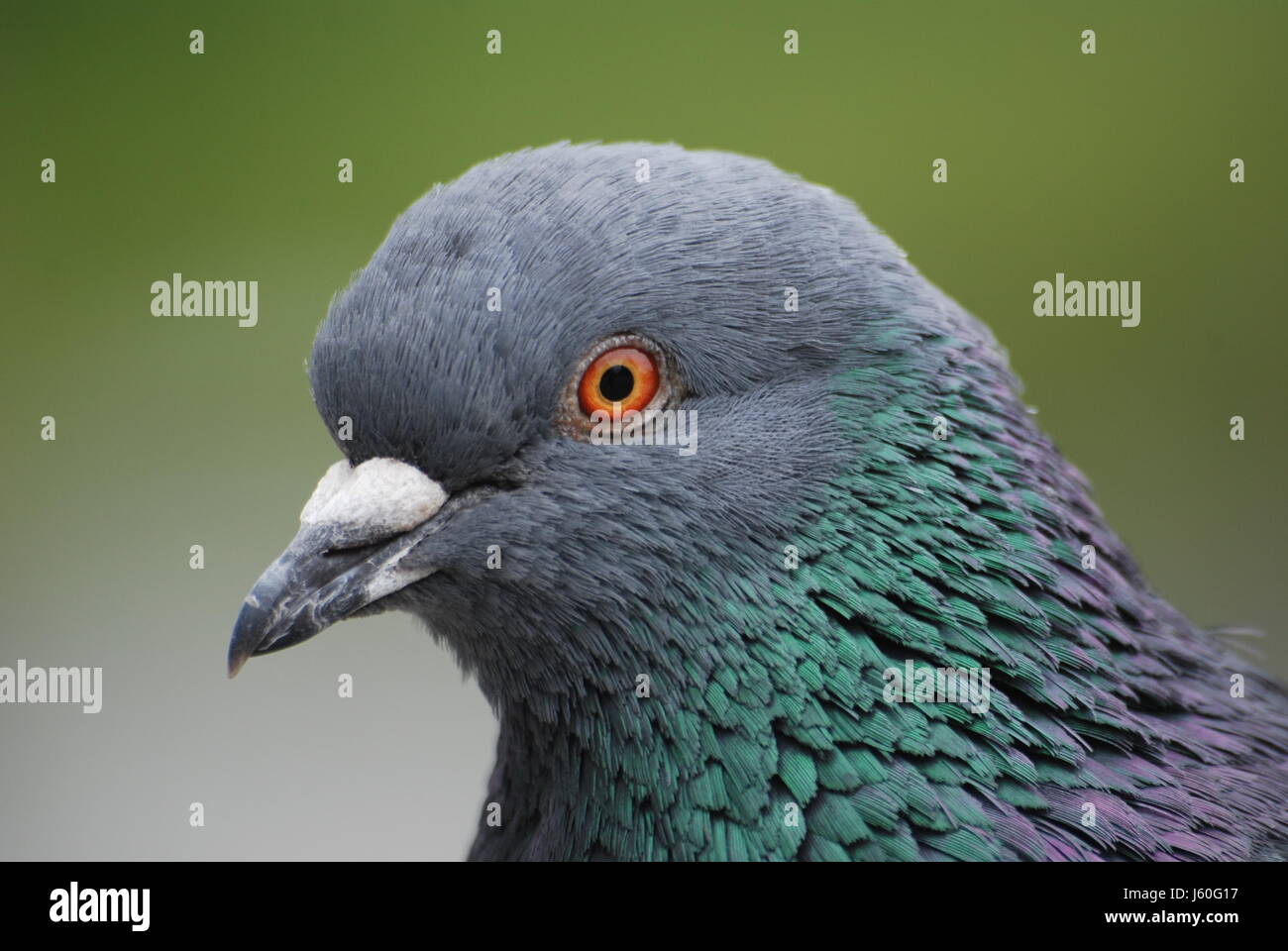 bird eye organ birds beak pigeon beaks profile blue bird eye organ ...