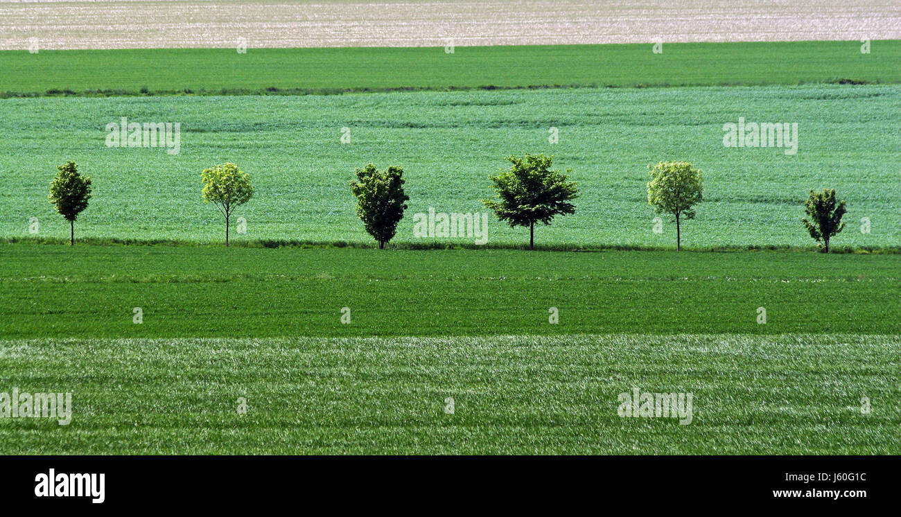 tree meadows a row of trees path way scenery countryside nature plant ...