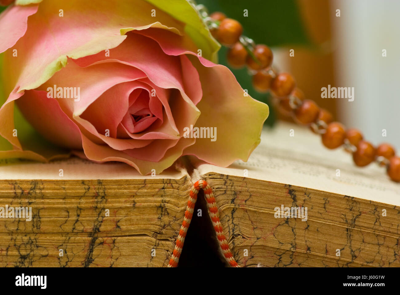 religion flower plant rose bloom blossom flourish flourishing ...