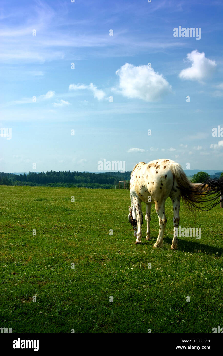 horse animal stallion spotted pasture horse animal stallion area ...