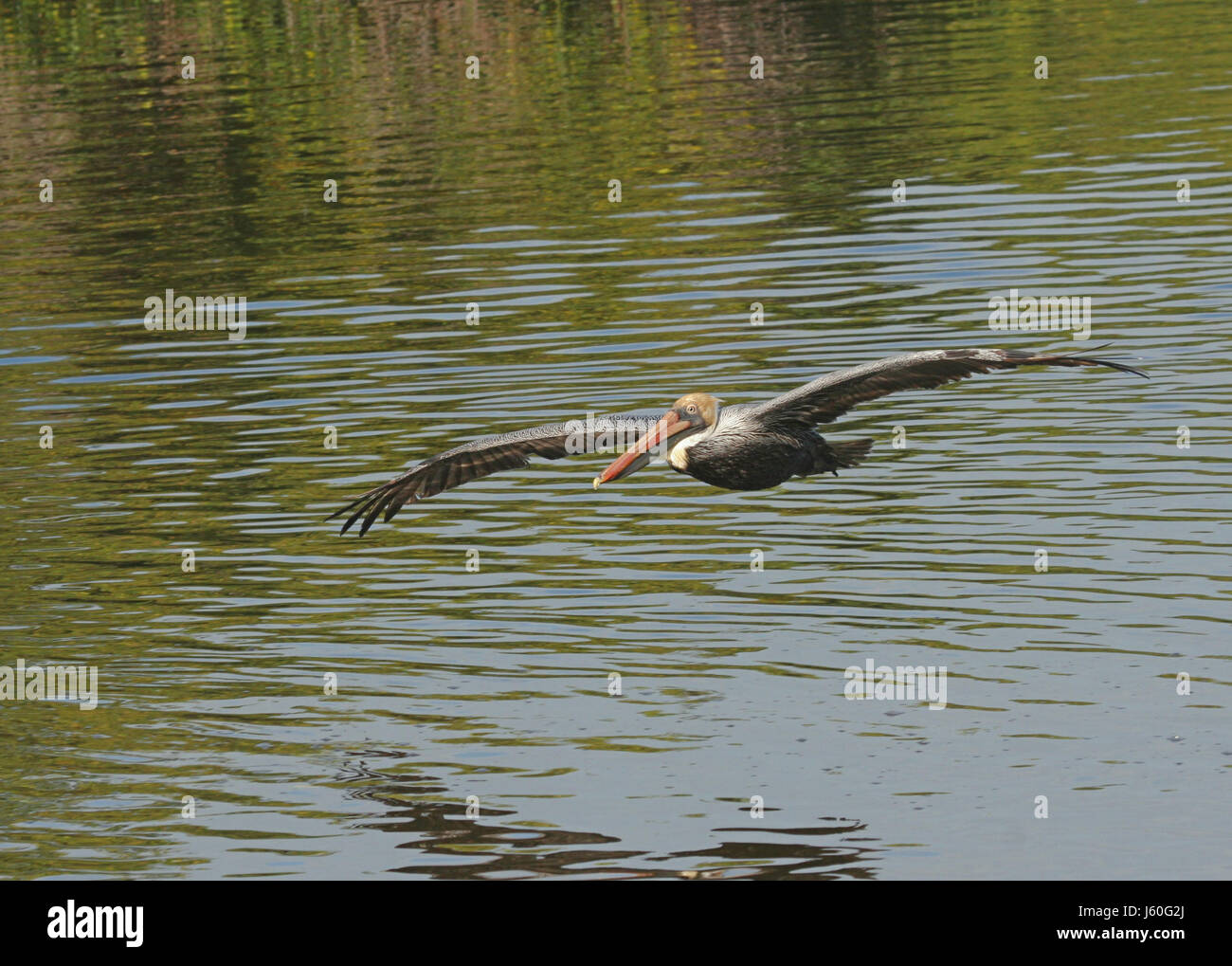 bird brown brownish brunette wildlife pelican fly flies flys flying ...