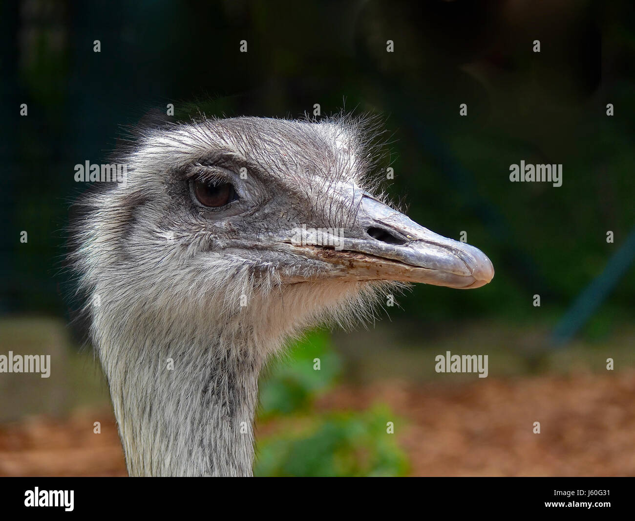 bird birds beak feathering flightless beaks cursorial birds bird birds beak Stock Photo - Alamy