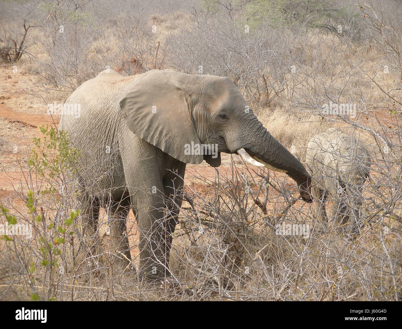 animal mammal elephant big large enormous extreme powerful imposing ...