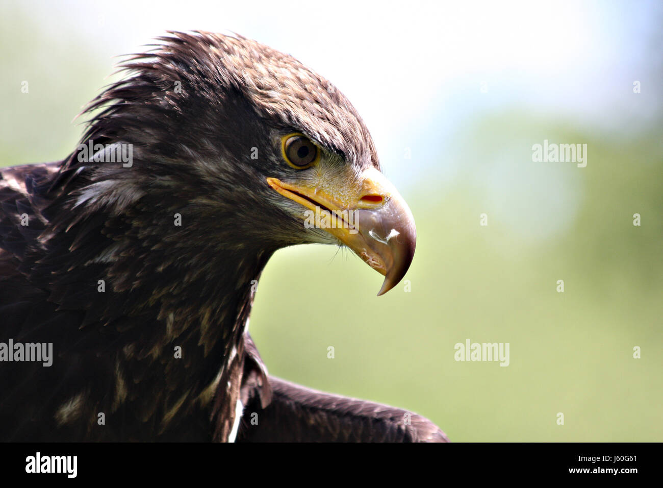bird conservation of nature birds birds of prey raptor eagle periled ...
