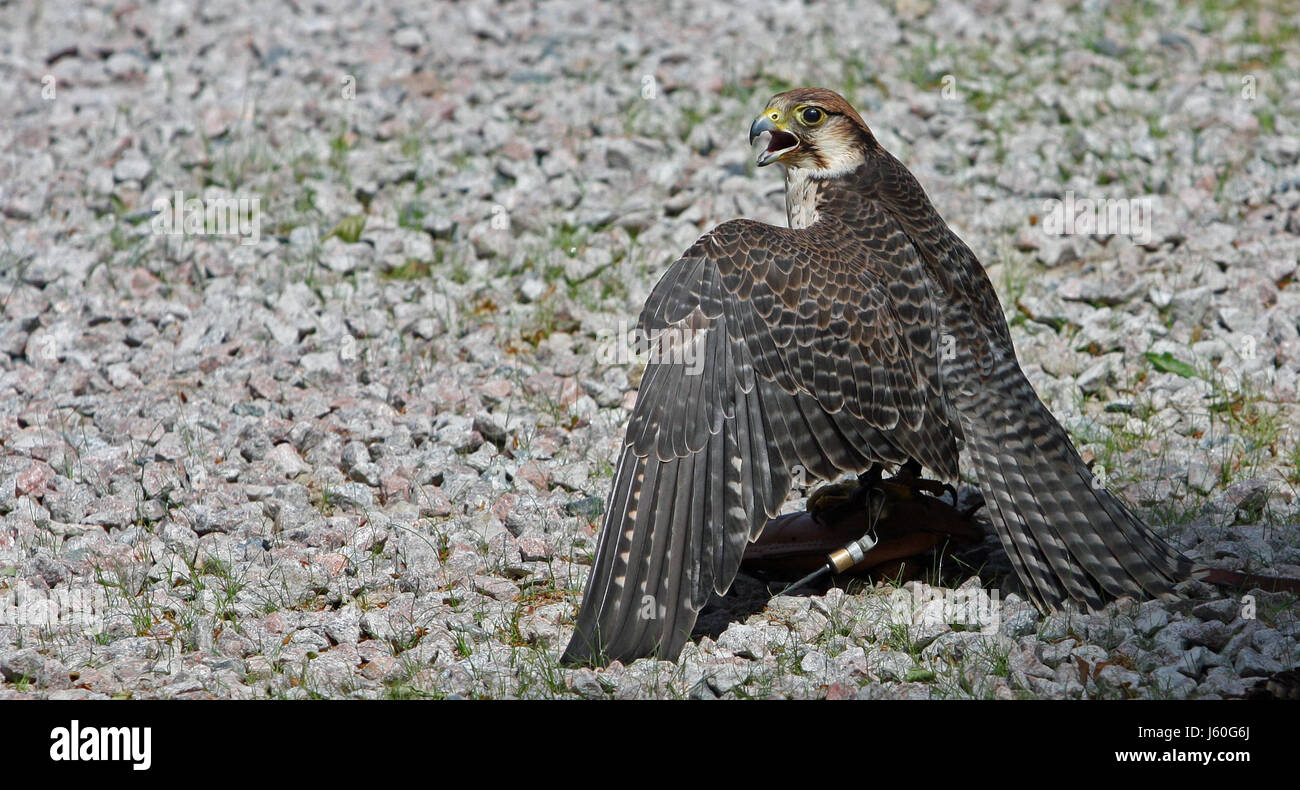bird birds falcon raptor fly flies flys flying bird birds falcon raptor ...