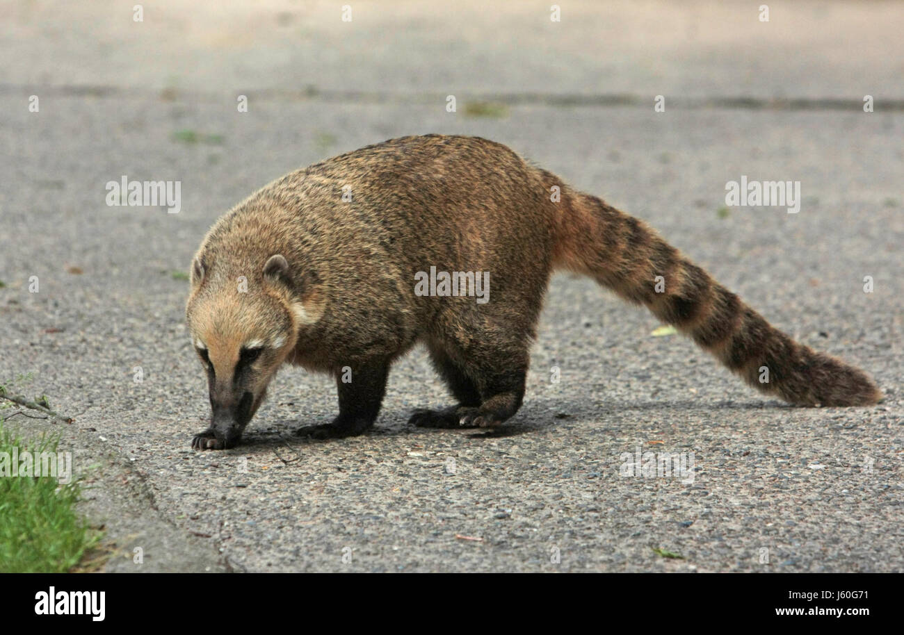 animal mammal bear hunter animal mammal bear hunter predator nasenbr ...