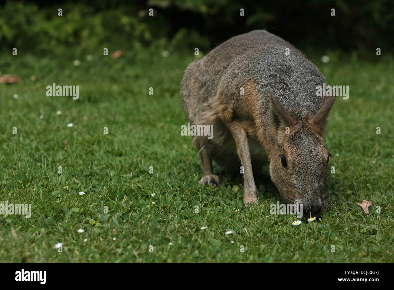 animal mammal hare guinea-pig bunny animal mammal hare guinea-pig bunny ...
