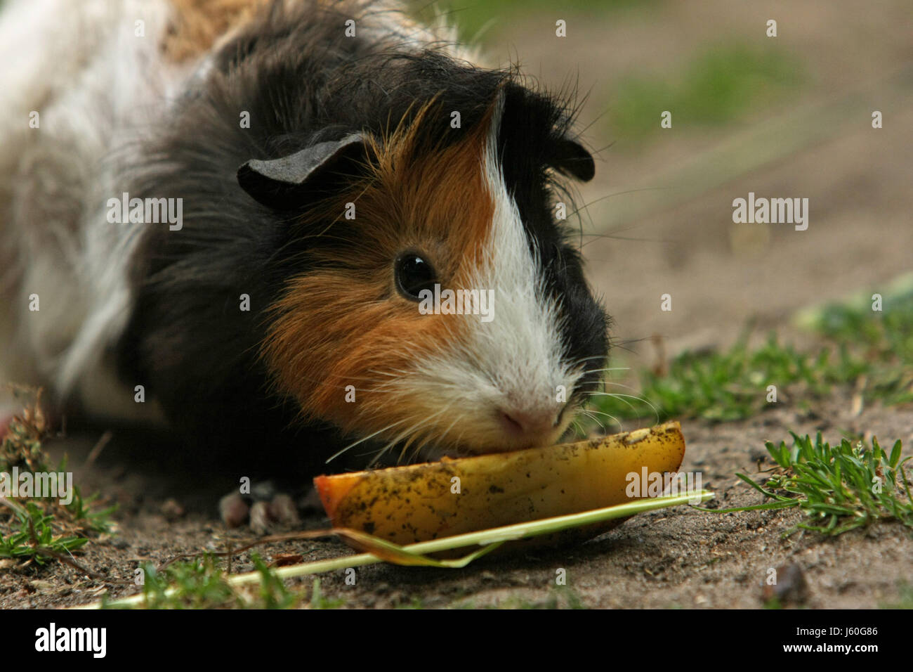 rodent guinea-pig guinea pig pig animal pet mammal rodent guinea-pig ...