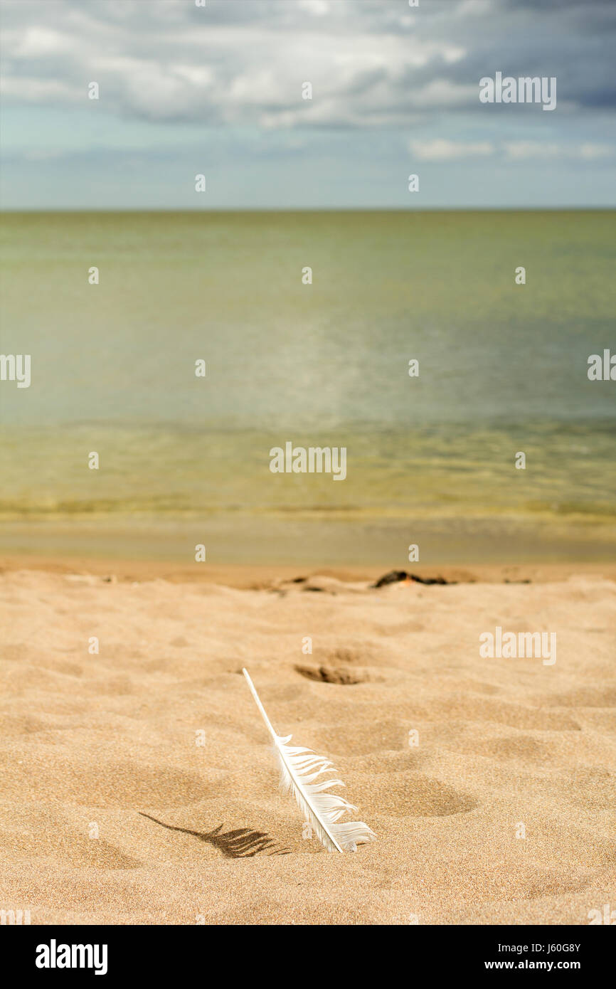 A feather on the beach Stock Photo - Alamy