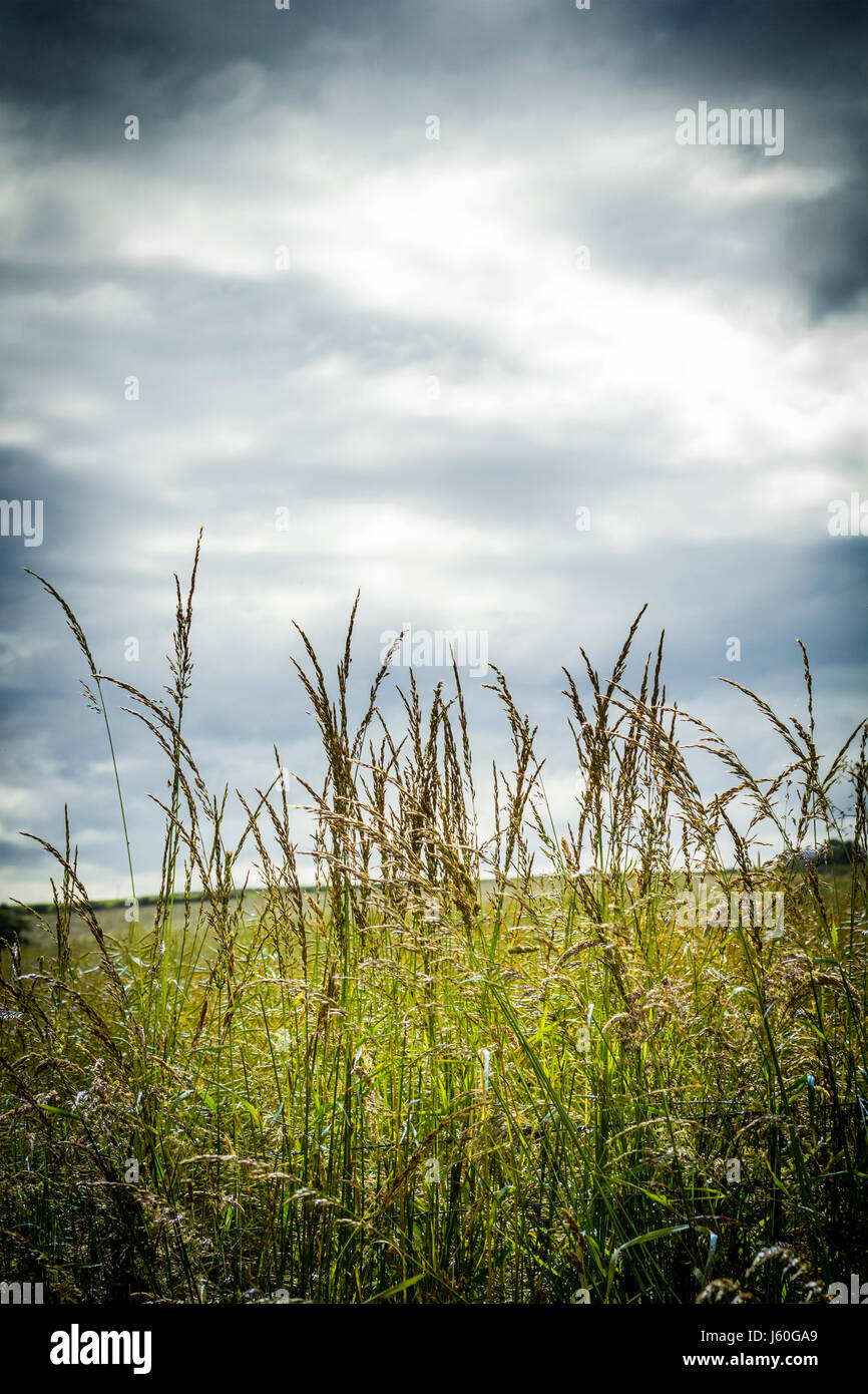 Scottish landscape with grass in moody style Stock Photo - Alamy