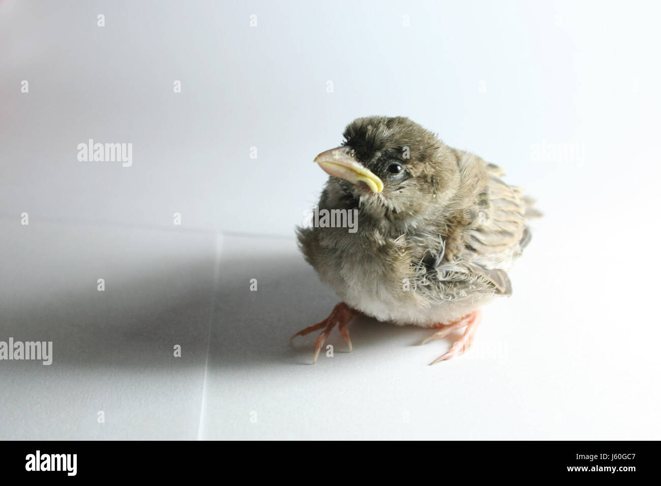 bird birds small tiny little short feathering chick brown brownish ...