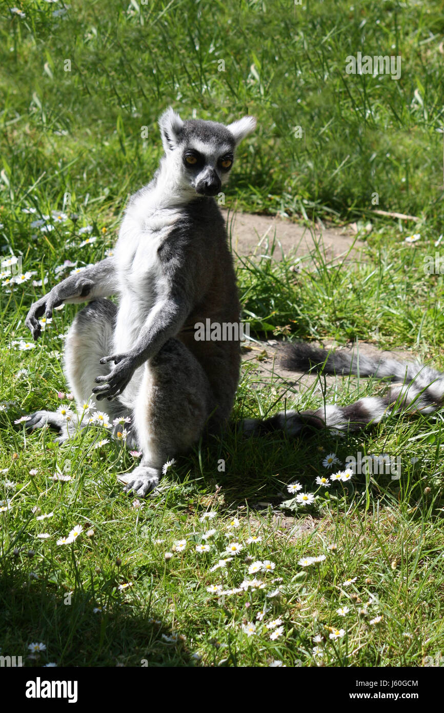 curious nosey nosy lemur madagascar put sitting sit meadow madagascar ...