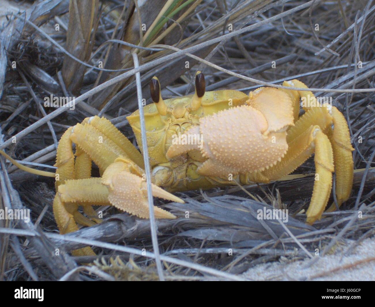 beach seaside the beach seashore crab sands sand yellow beach seaside ...