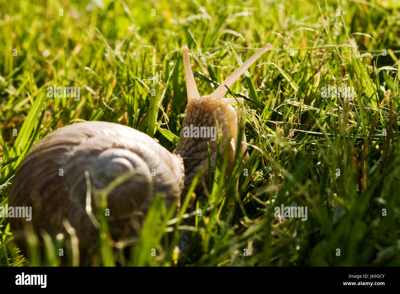 mollusc snail edible snail snail shell meadow snail edible snail snail ...