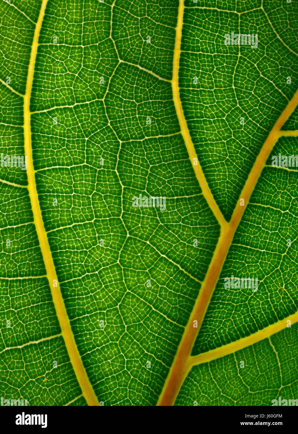 leaf detail cell lawn green backdrop background plant close leaf macro ...