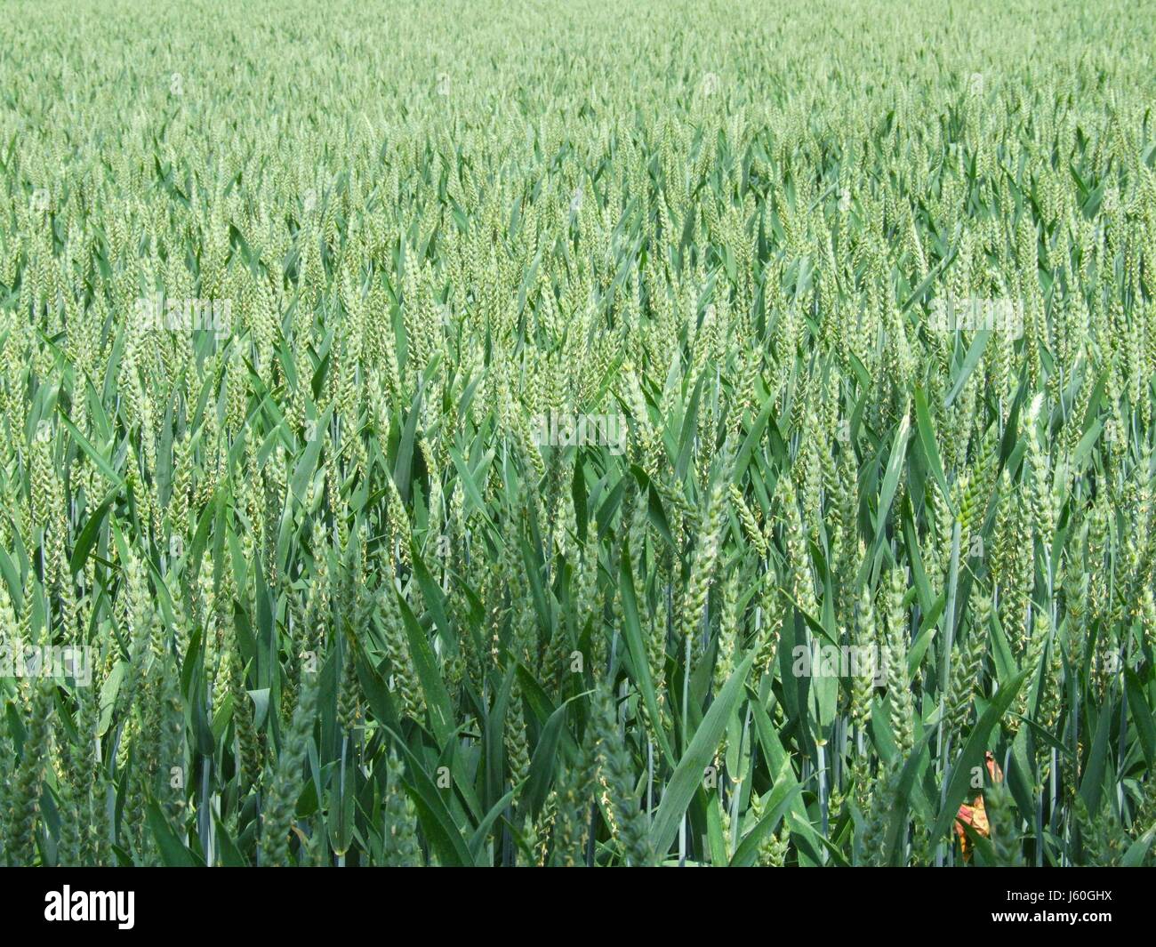 wheat humans human beings people folk persons human human being food ...