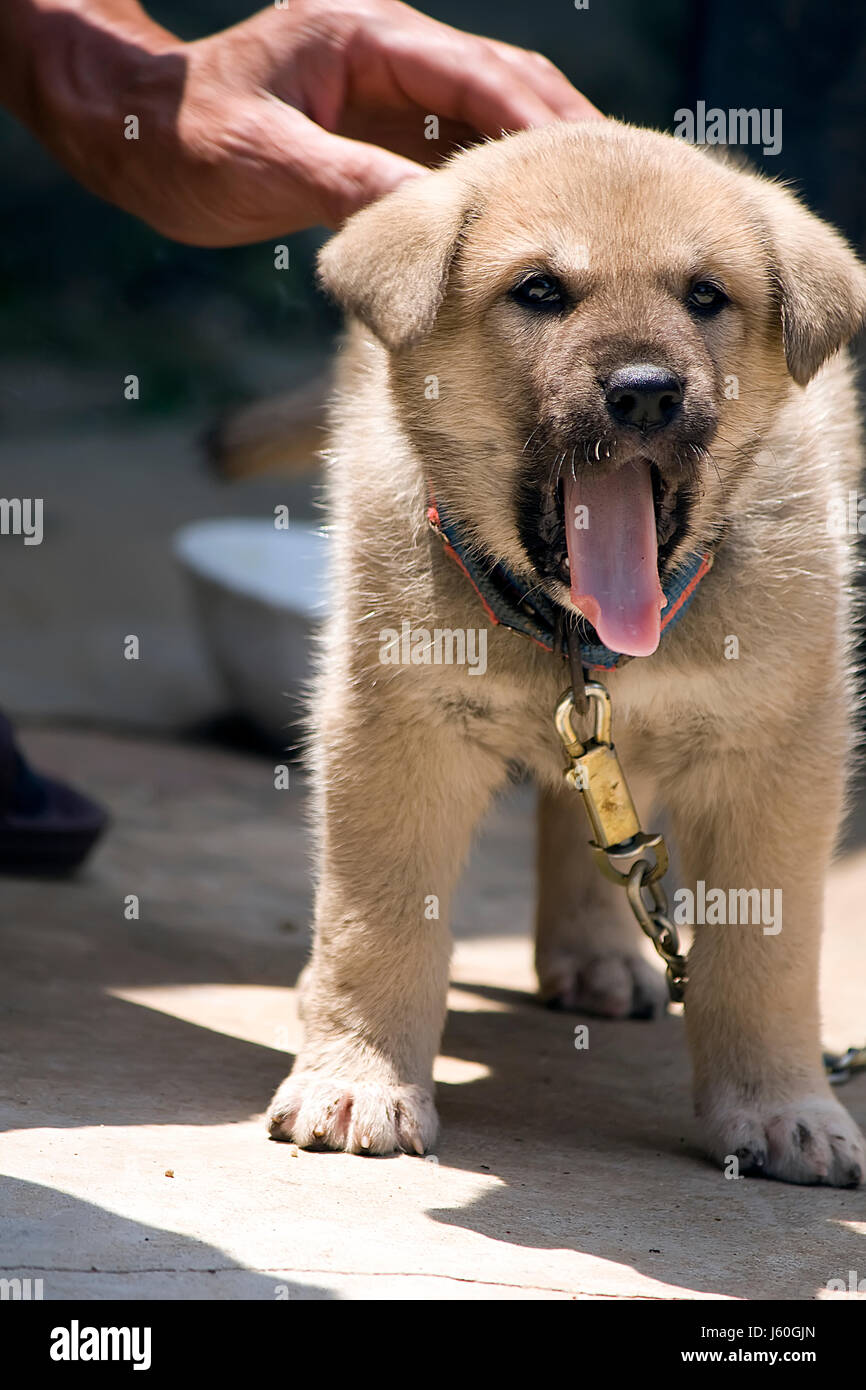 Hand of dog hi-res stock photography and images - Alamy