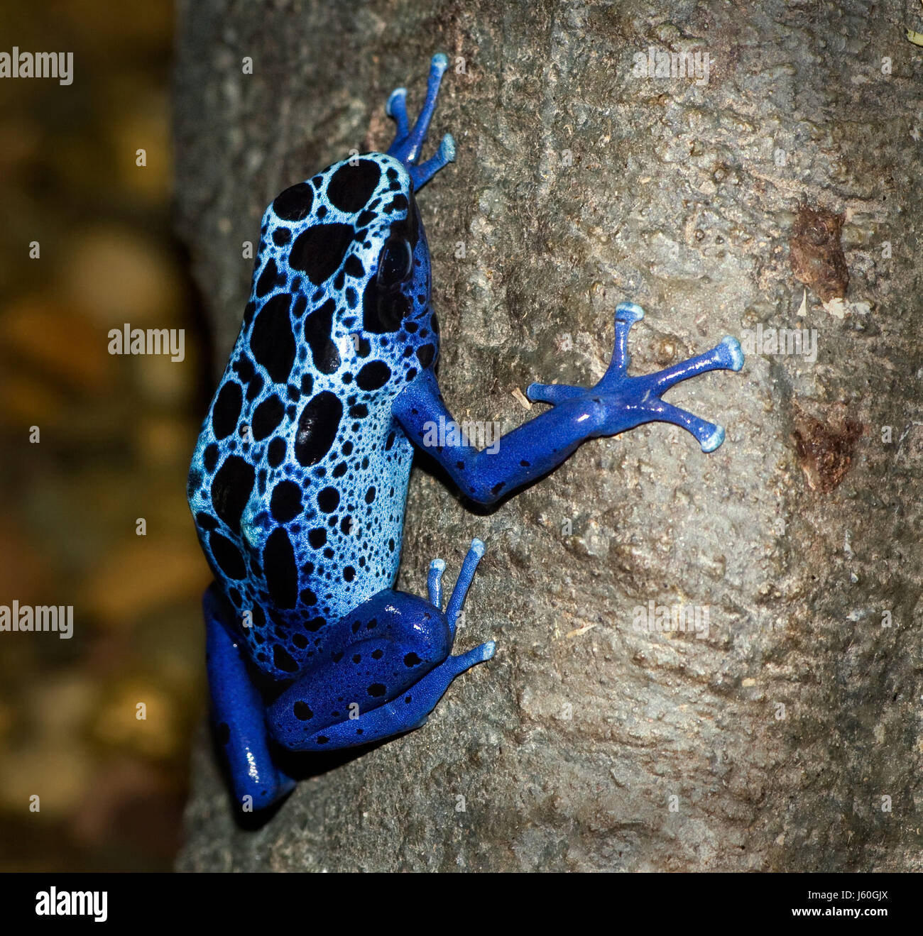 blue reptile amphibian frog unique slimy queer curious strange toxic ...