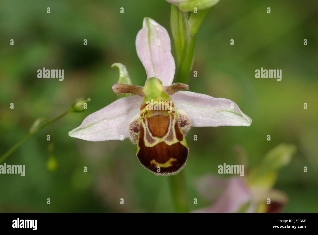 Native alsace hi-res stock photography and images - Alamy