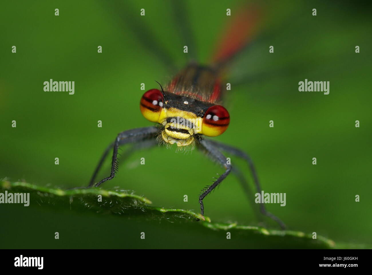 Dragonfly head hi-res stock photography and images - Alamy