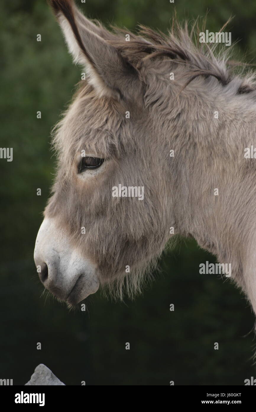 portrait skin peaceful tired donkey farm animal grey gray ride portrait ...
