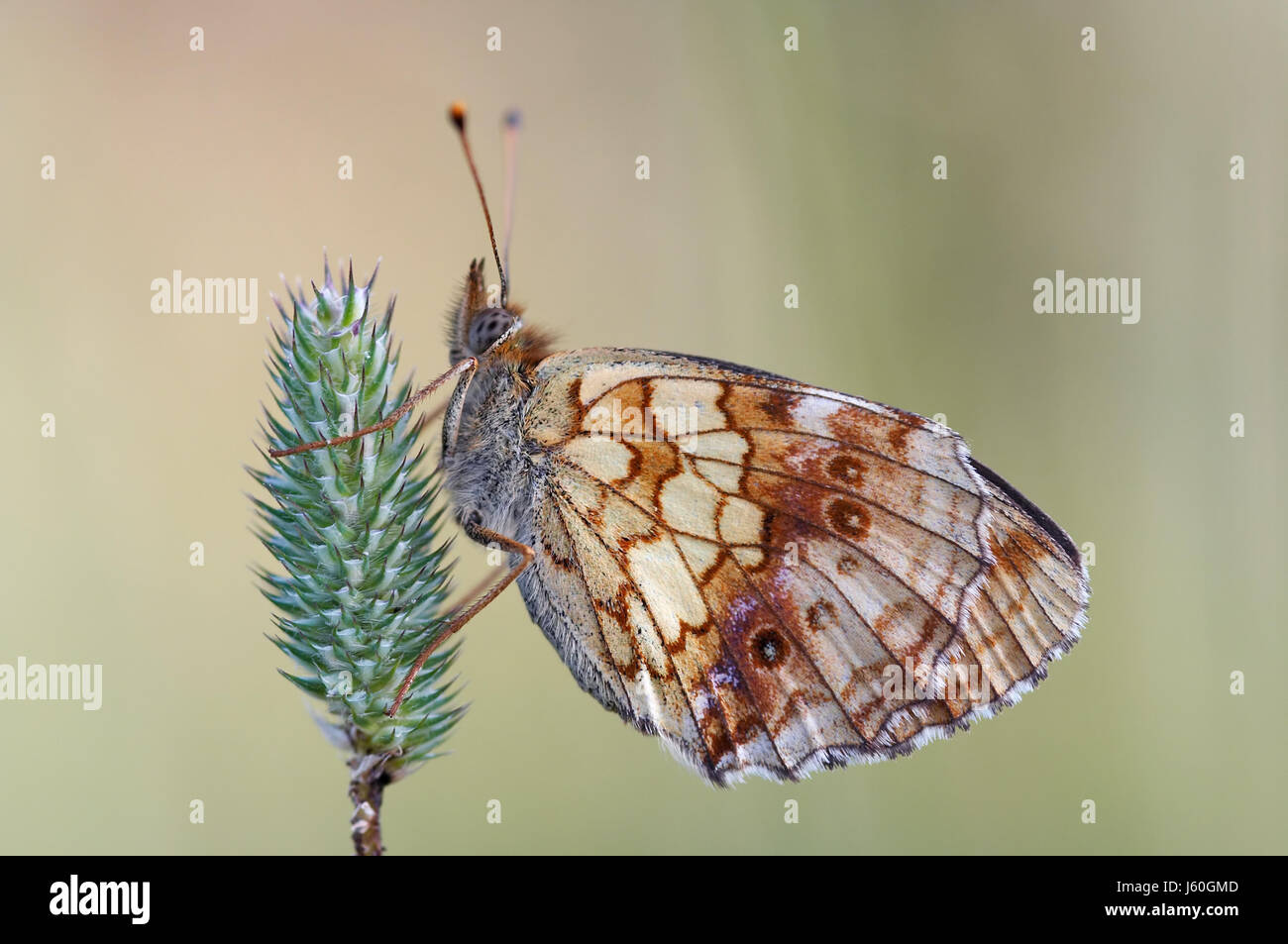 macro close-up macro admission close up view butterfly moth satyr wings ...
