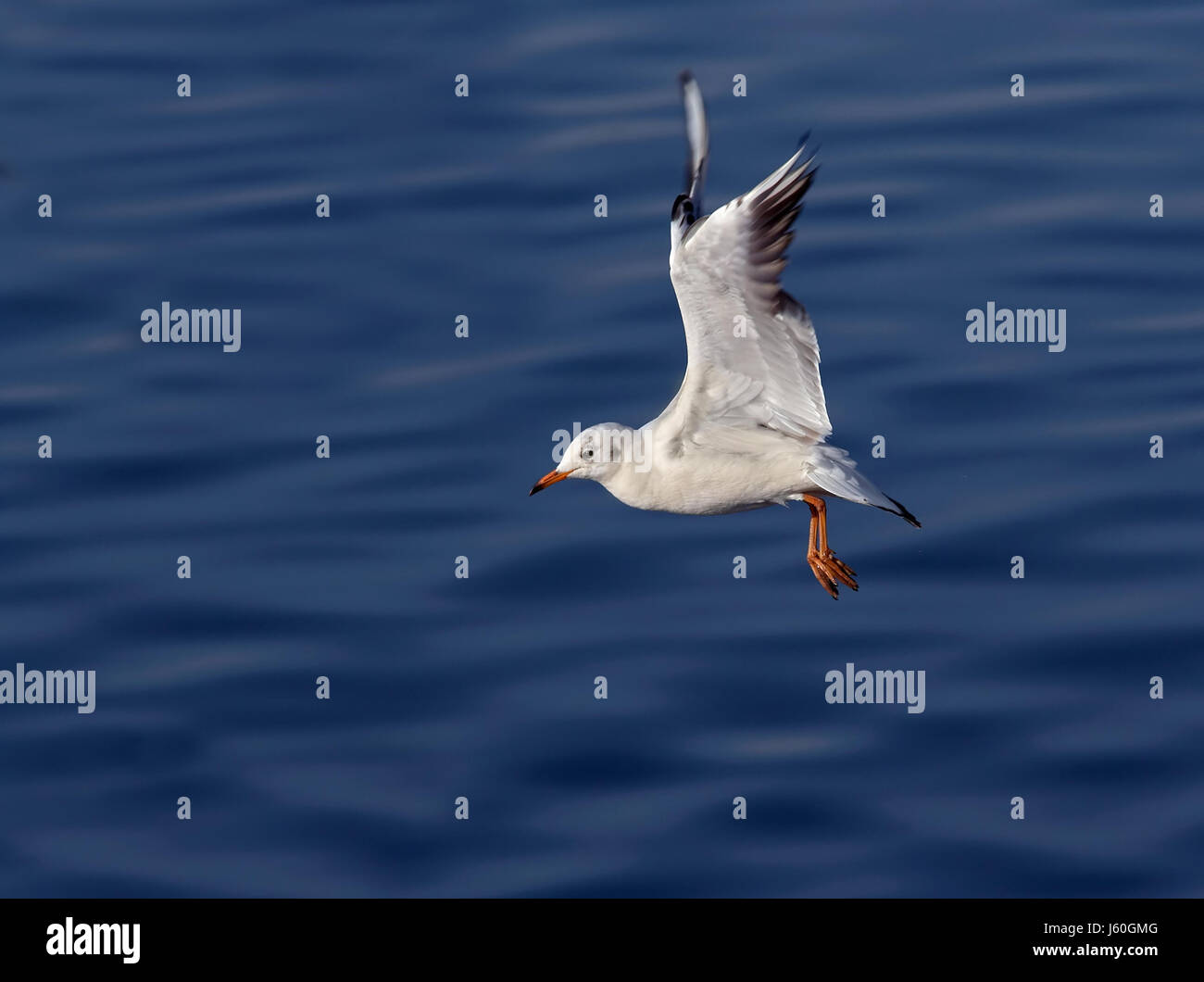 motion postponement moving movement bird wings fly flies flys flying ...