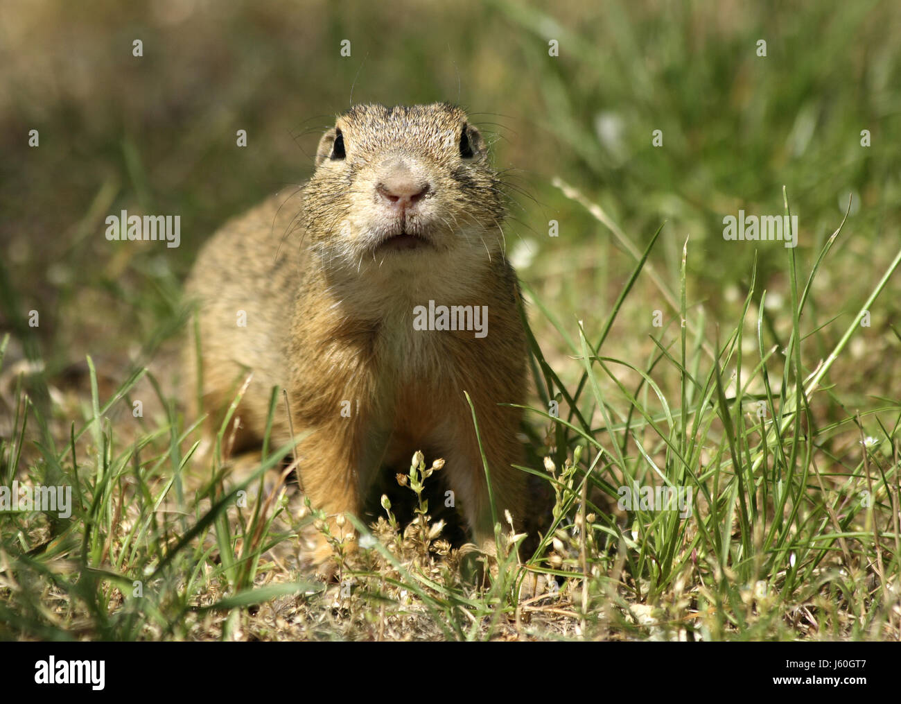 rodent spermophilus protected sheltered cave curious nosey nosy rodent ...