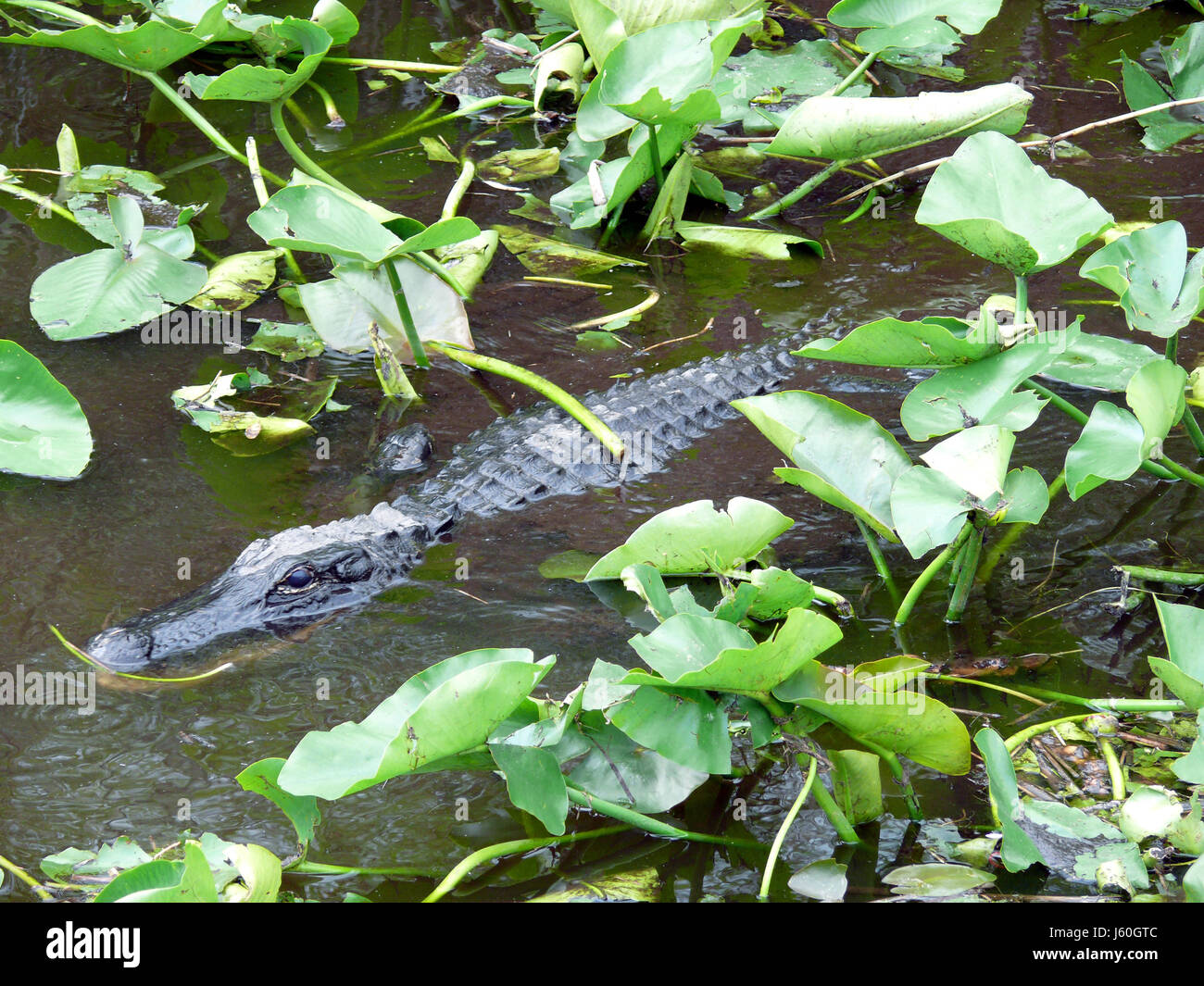 Alligator armour hi-res stock photography and images - Alamy
