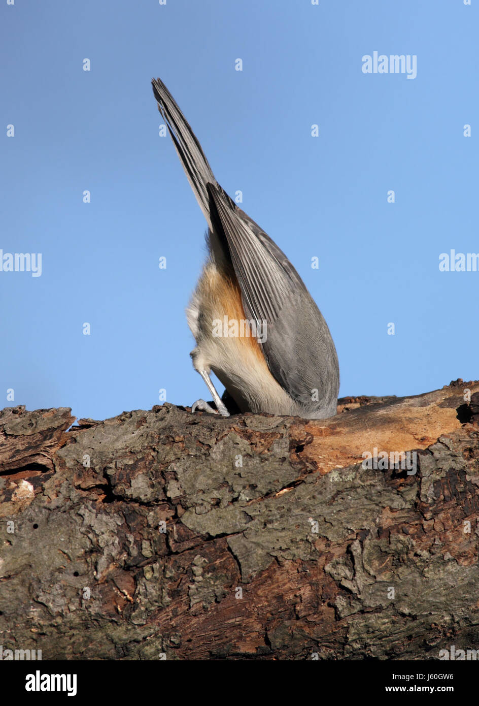 bird wild wildlife humorous titmouse tufted nature animal bird fauna ...