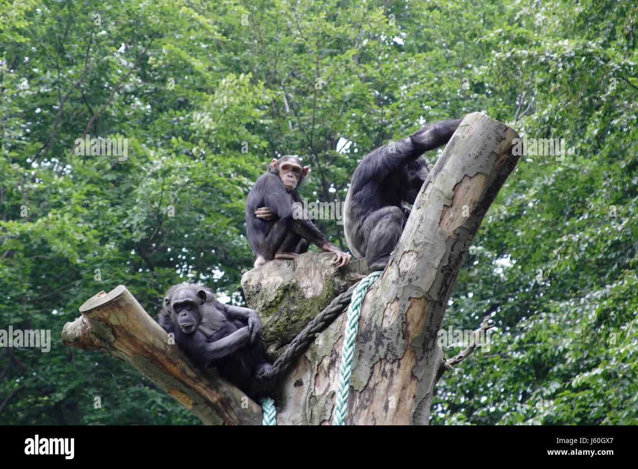 animal africa creature tropical chimpanzee friendship tree animal ...